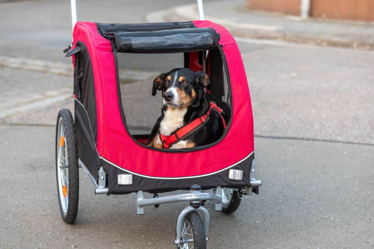 Stickerei finanziell Bildbeschriftung hund im anhänger anschnallen ...