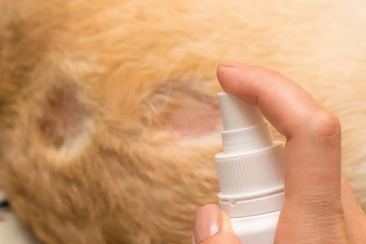 Silberspray Hund – Die 16 besten Produkte im Vergleich ...