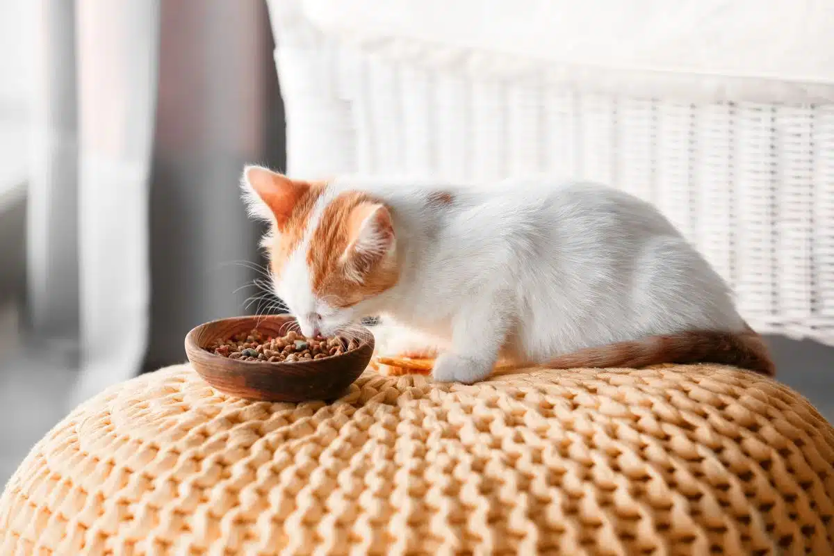 Die 16 besten Junior Katzenfutter hier im Überblick – Ratgeber