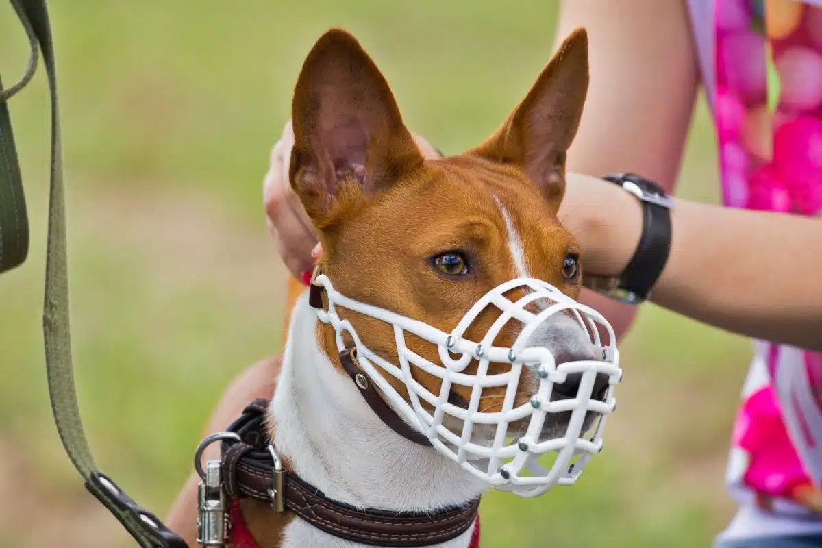 Die 8 besten Maulkörbe für Hunde - Ratgeber