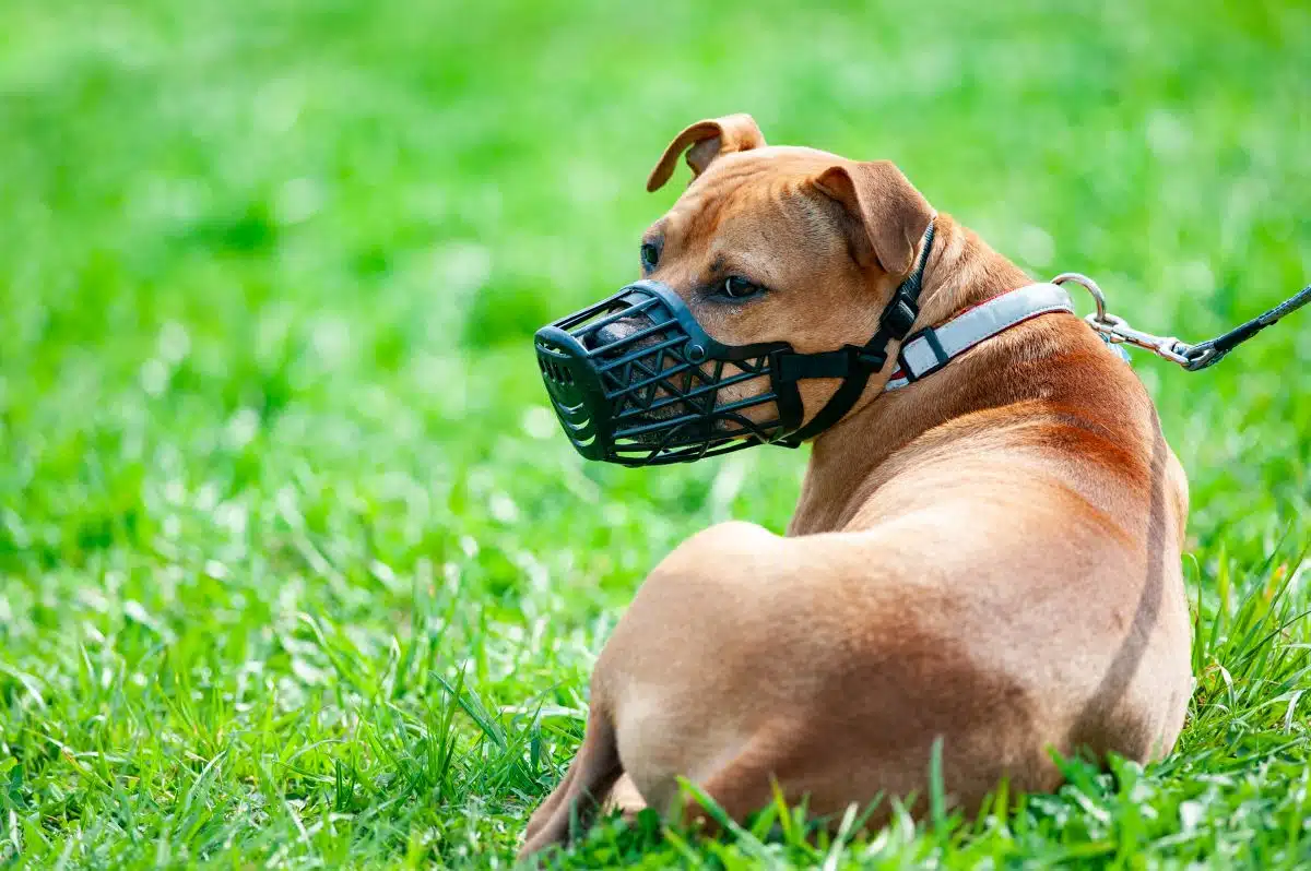 Die 8 besten Maulkörbe für Hunde - Ratgeber