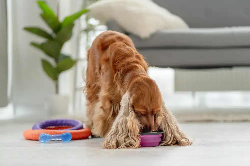 4 Paws Hundefutter – Die 16 besten Produkte im Vergleich ...