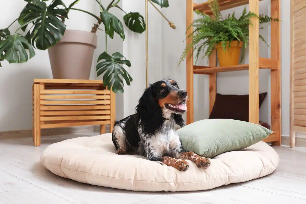 Hundebett Stiftung Warentest – Die 15 besten Produkte im Vergleich ...