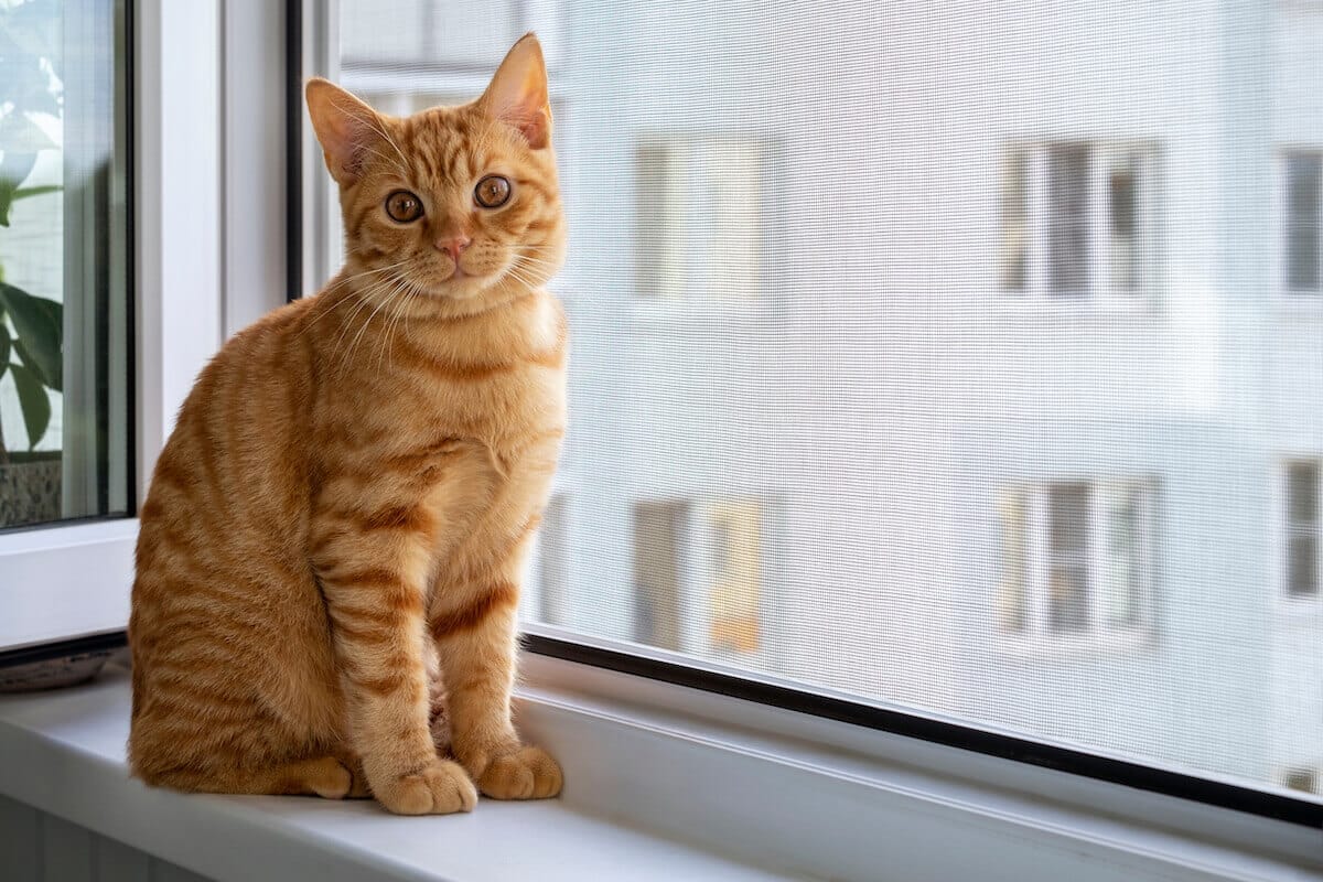 Katzen Fensterschutz – Die 15 besten Produkte im Vergleich ...