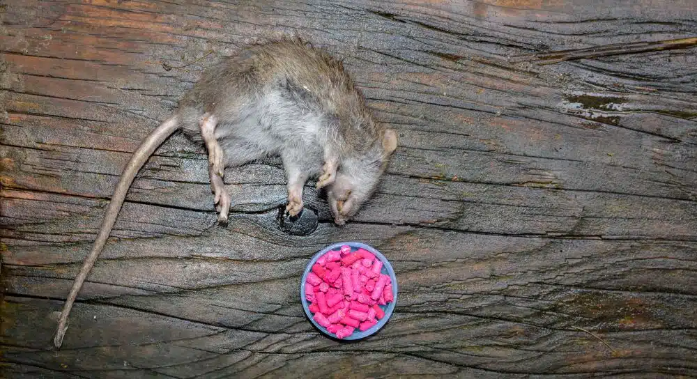 Rattenköder – Die 16 besten Produkte im Vergleich - Haustierratgeber ...