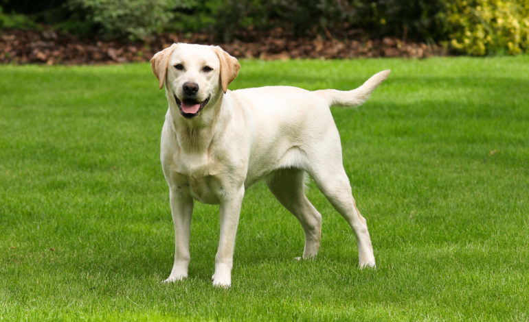 Labrador Retriever - Apportierhund - Haustierratgeber