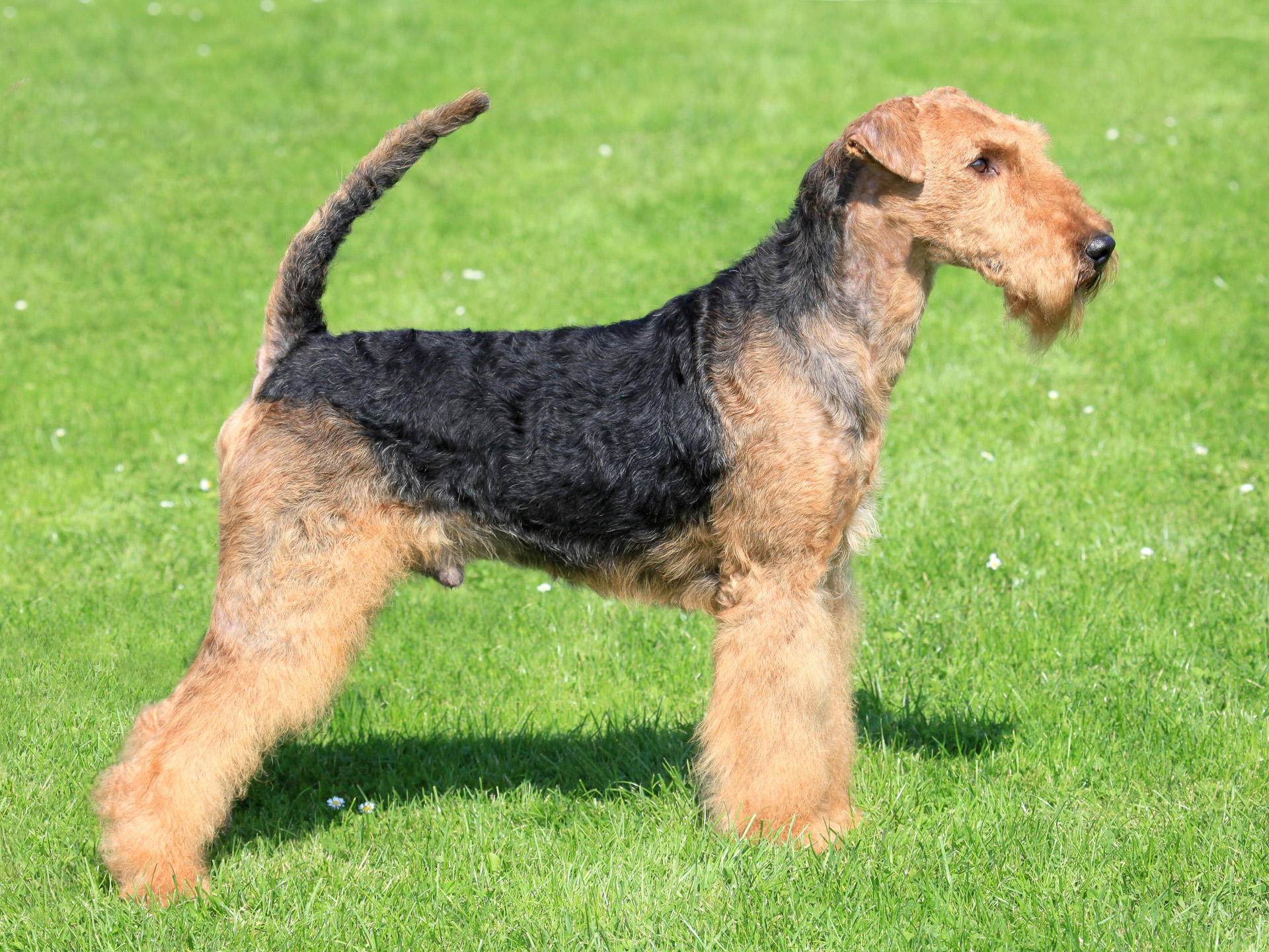 Airedale Terrier - Haustierratgeber