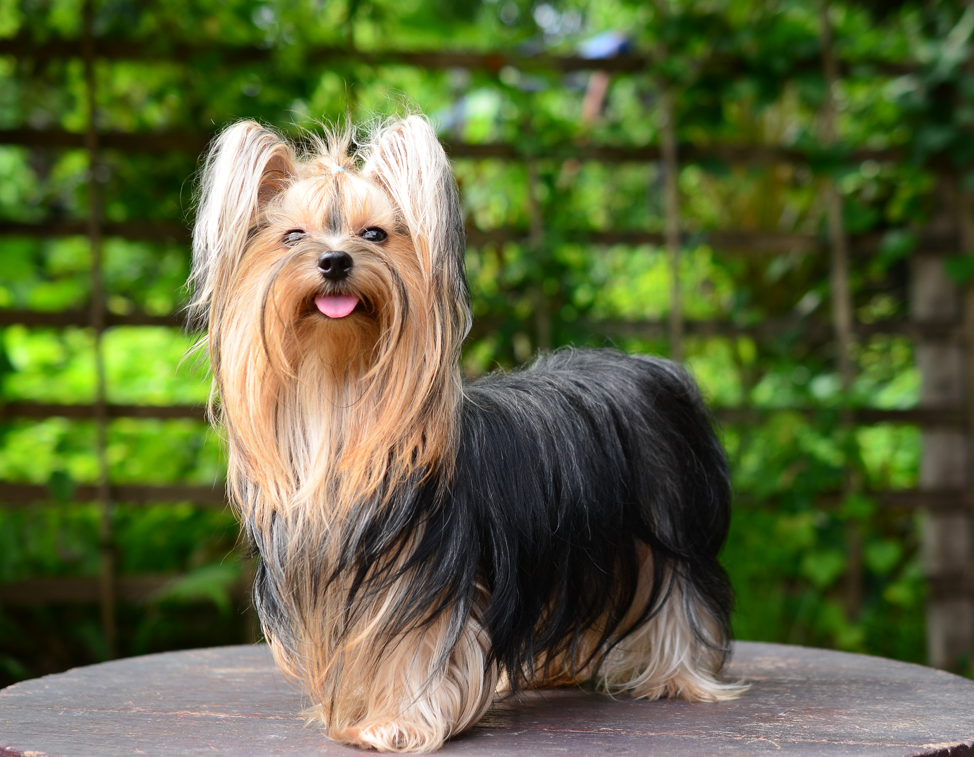 Yorkshire Terrier - Haustierratgeber