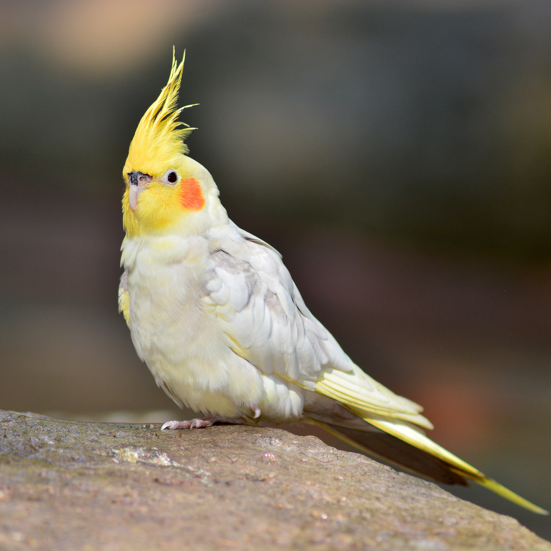 Nymphensittich - Haustierratgeber