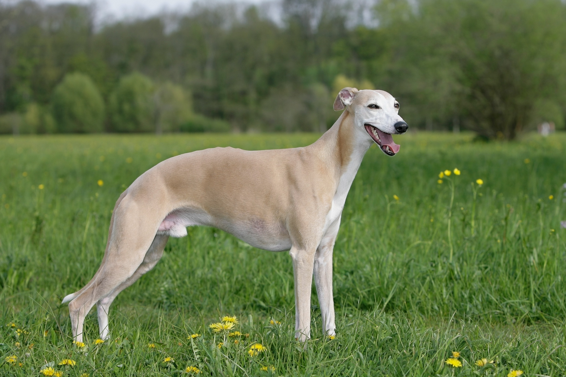 Whippet - Haustierratgeber