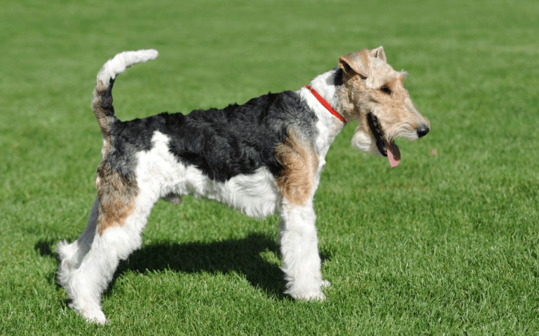 Foxterrier - klein aber oho