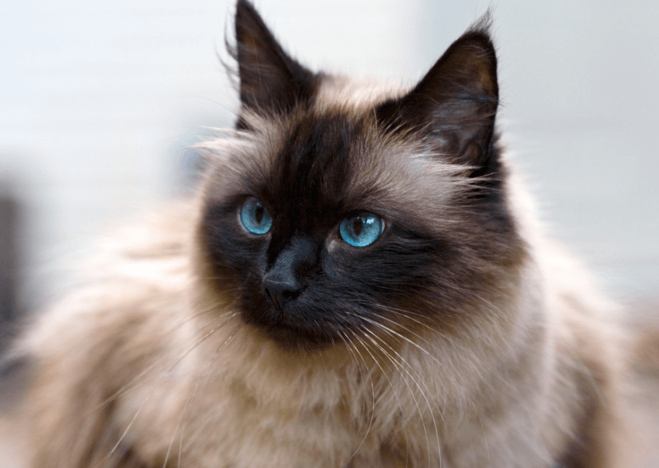 Ragdoll - Alles was Sie über diese Katzenrasse wissen müssen!