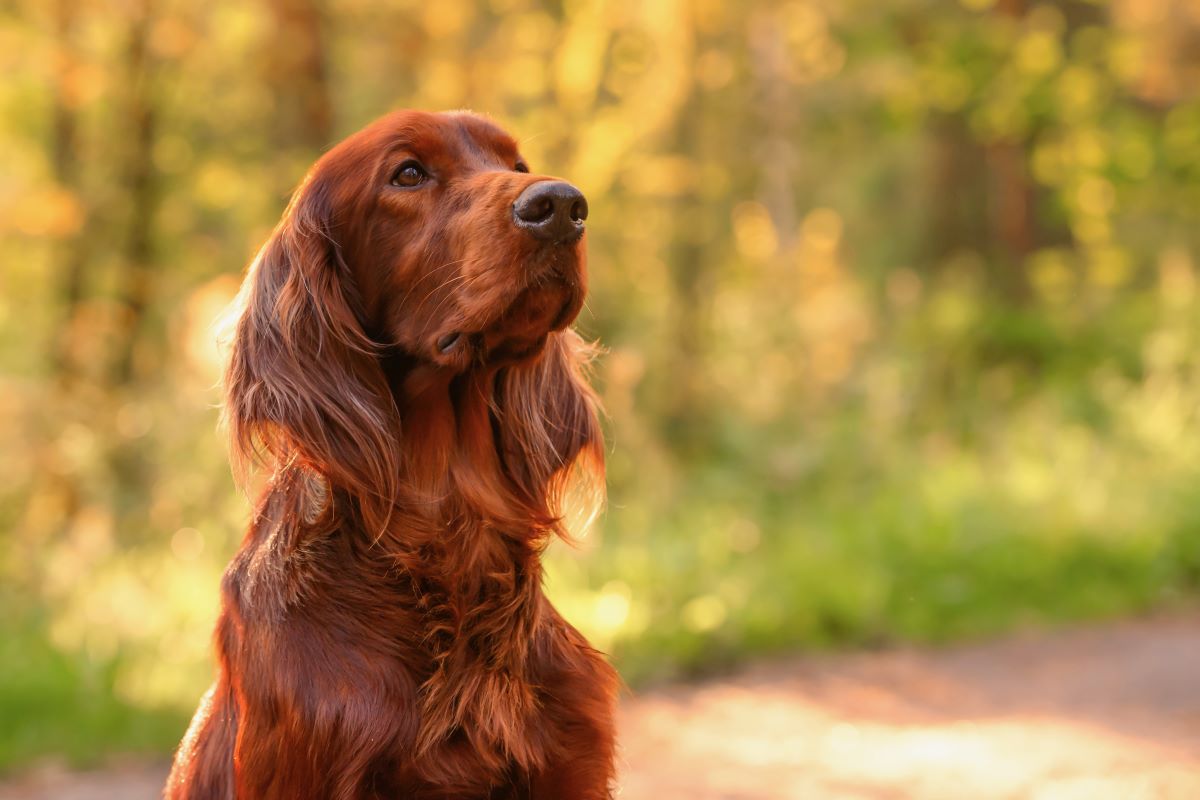 Der elegante und kraftvolle Irish Red Setter