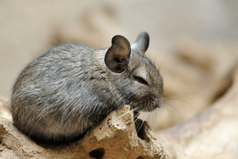 Die Maus als Haustier