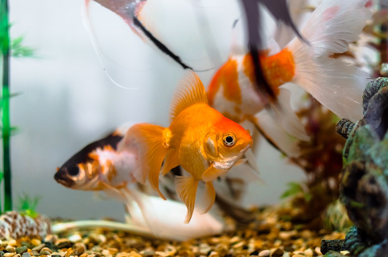 Zierfische fürs Aquarium kaufen - Tipps zum Kauf, Transport & Einsetzen