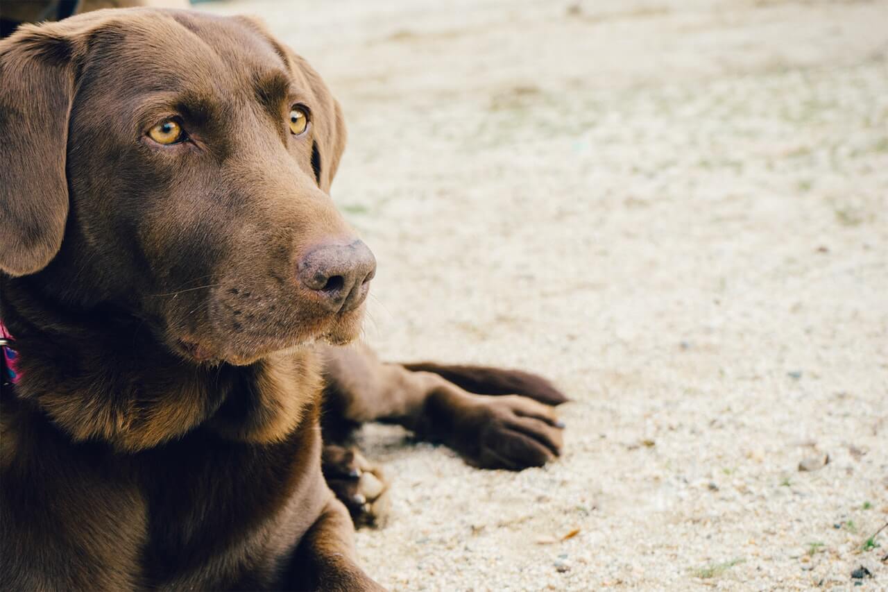 Wann Ist Der Labrador Ausgewachsen