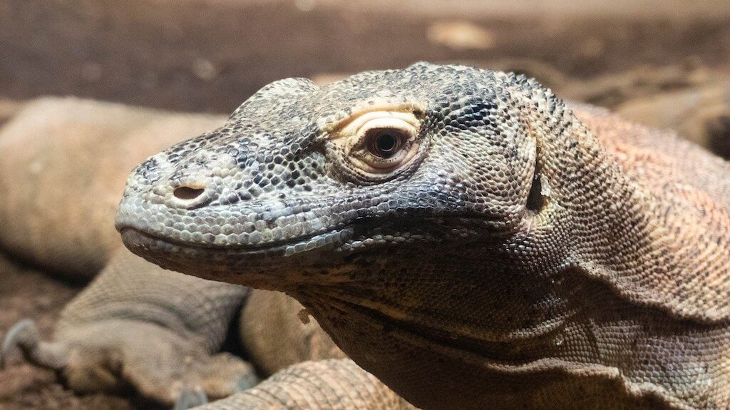 Waran – alles was Du über das echsenartige Tier wissen solltest!