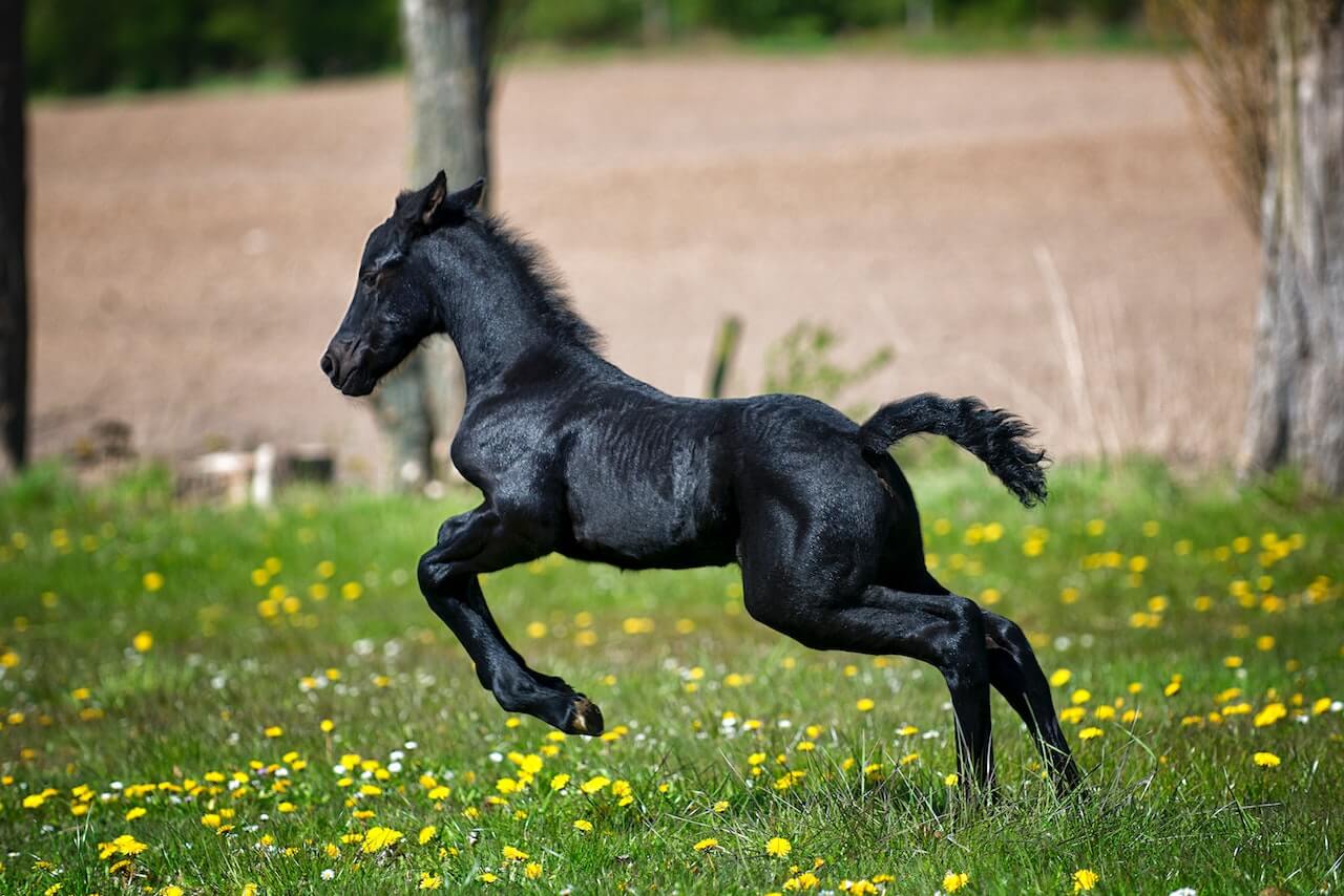 Morgan Horse
