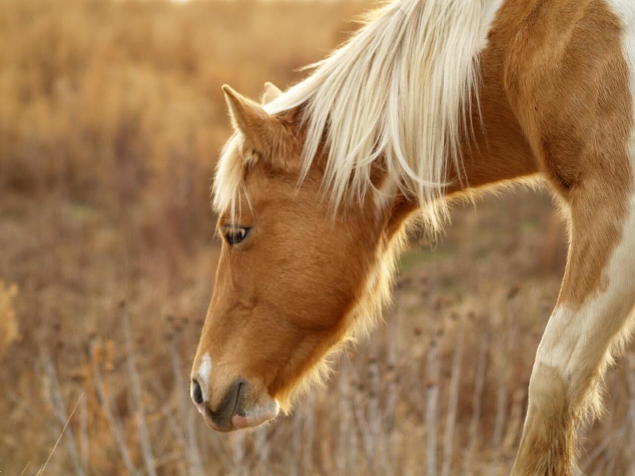 American Shetland Pony