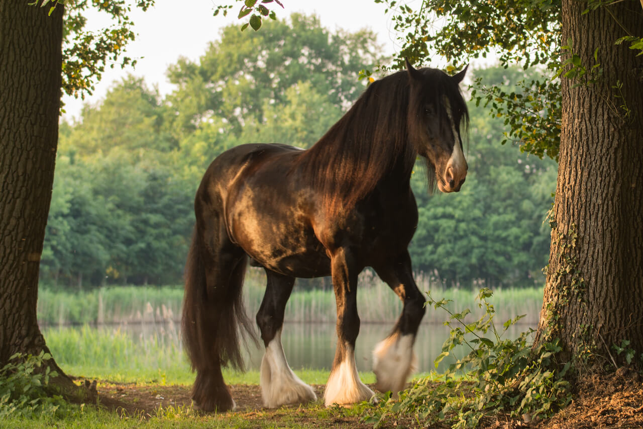Polnisches Warmblut