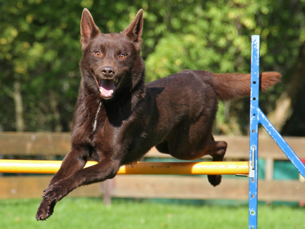 Australian Kelpie