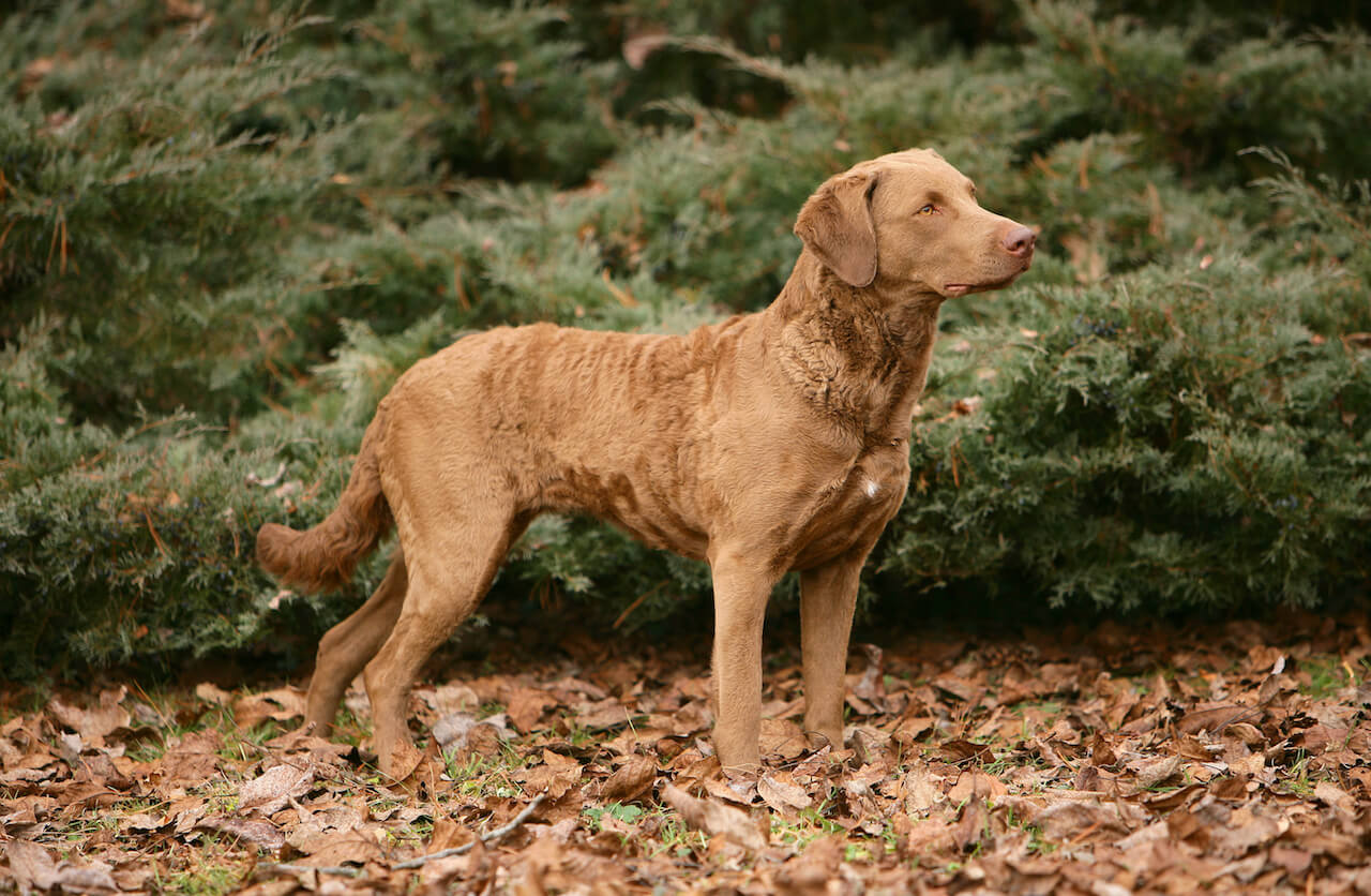 Chesapeake Bay Retriever