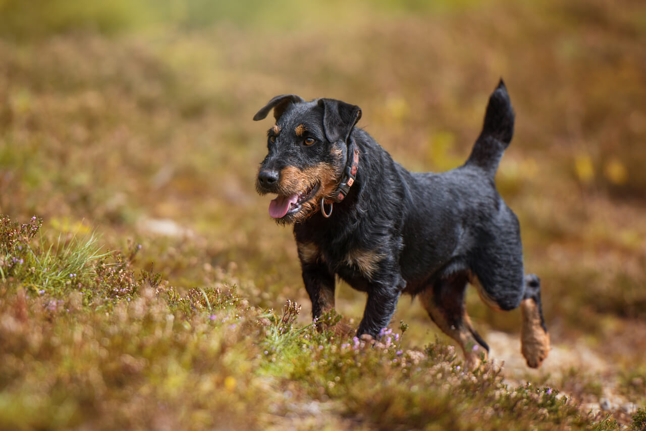 Deutscher Jagdterrier