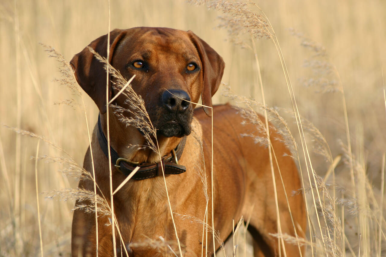 Rhodesian Ridgeback