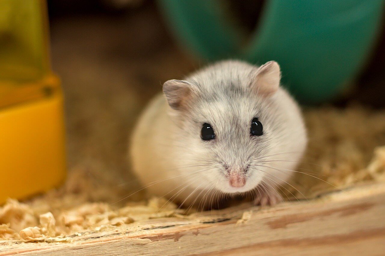 Das Hamsterrad: Ein Must-Have für die aktiven Nager