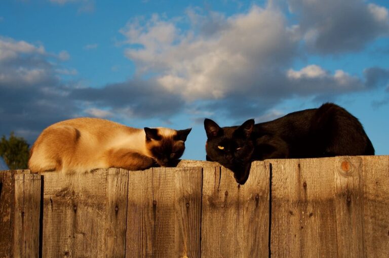 Deine Katze läuft unruhig hin und her und miaut? Es ist Vorsicht geboten!