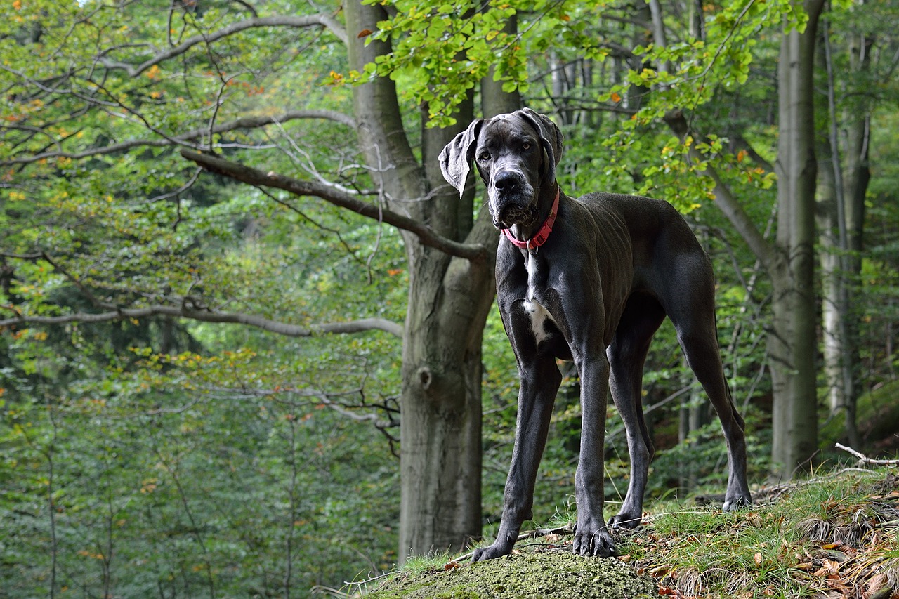 Große Hunde - diese überraschenden Fakten solltest Du kennen