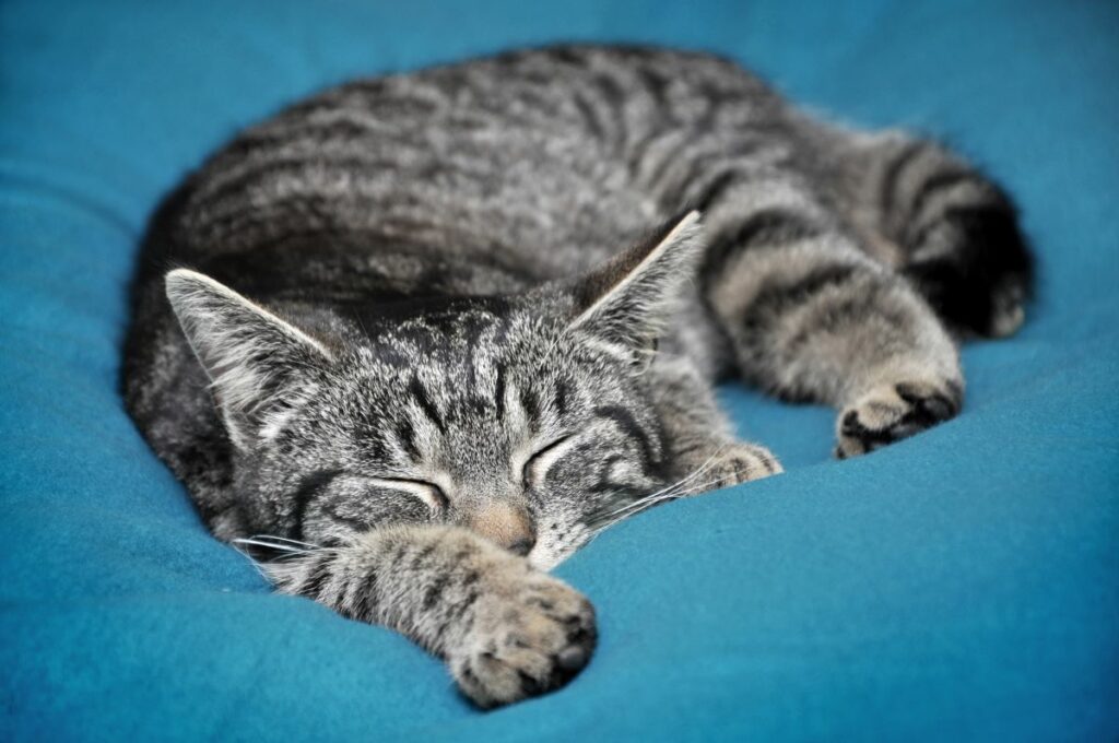 Geheimnisvolle graue Katzen im Samt-Look!