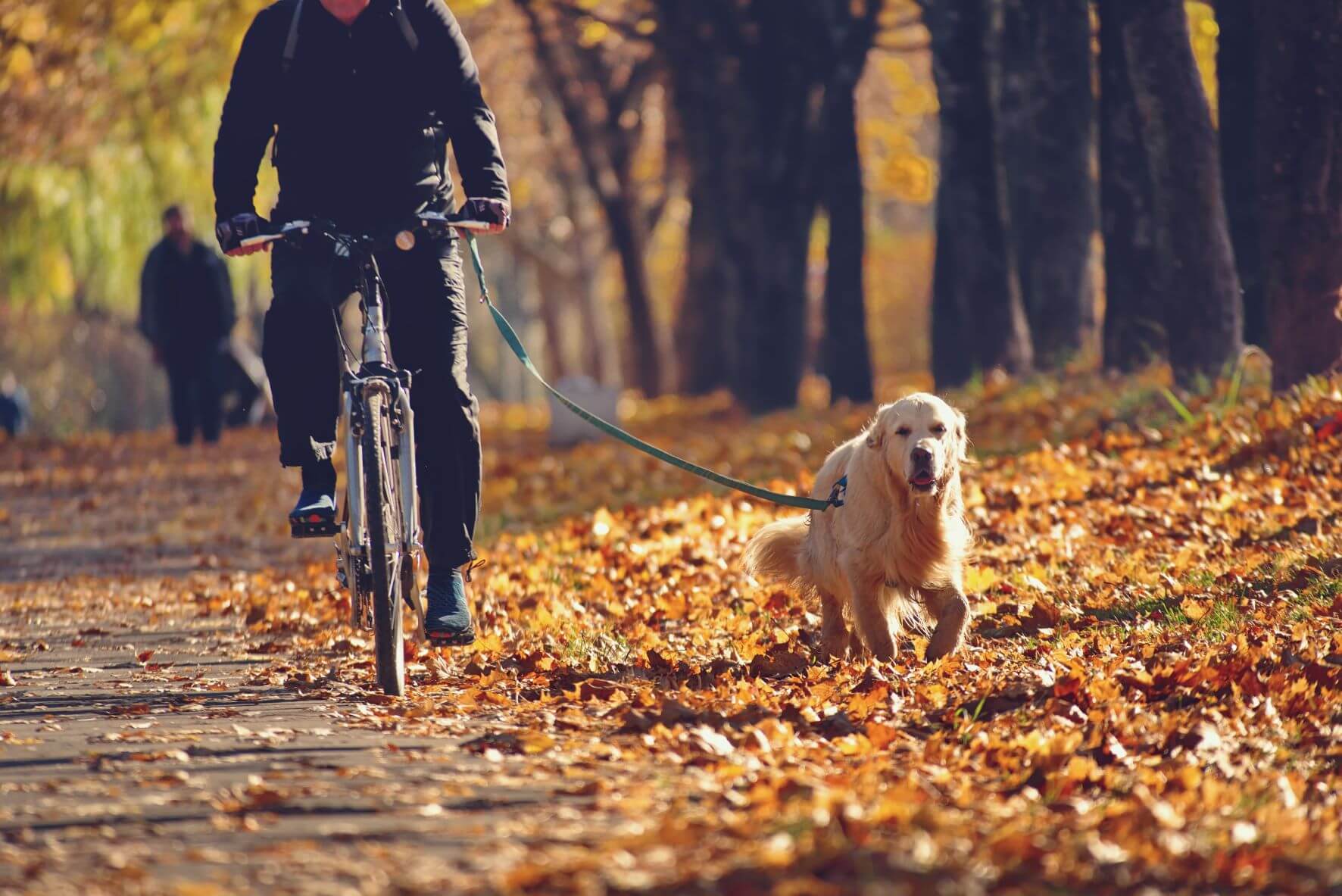 Hund Am Fahrrad