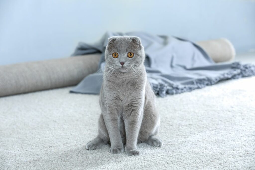 Geheimnisvolle graue Katzen im Samt-Look!