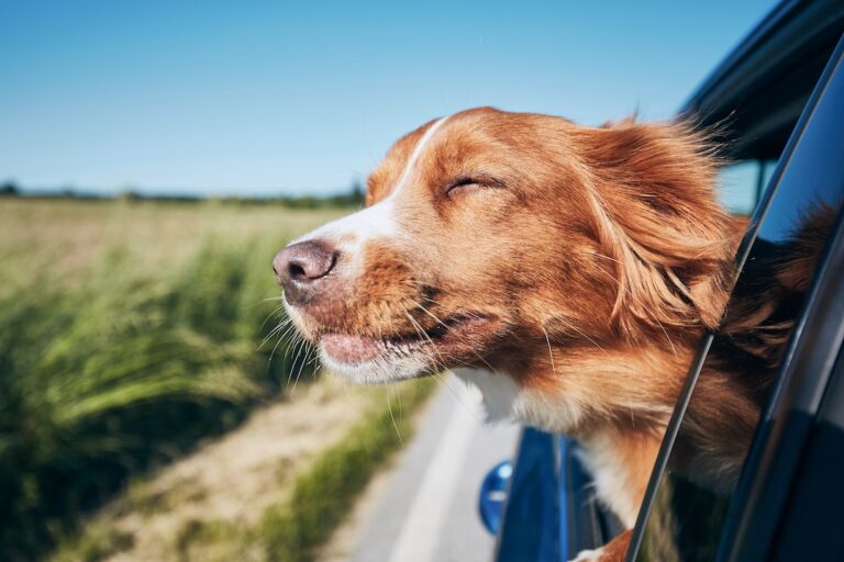 Hund beißt: Warum und wie Du es ihm abgewöhnen kannst