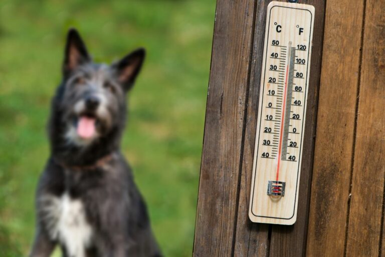 Hund beißt: Warum und wie Du es ihm abgewöhnen kannst