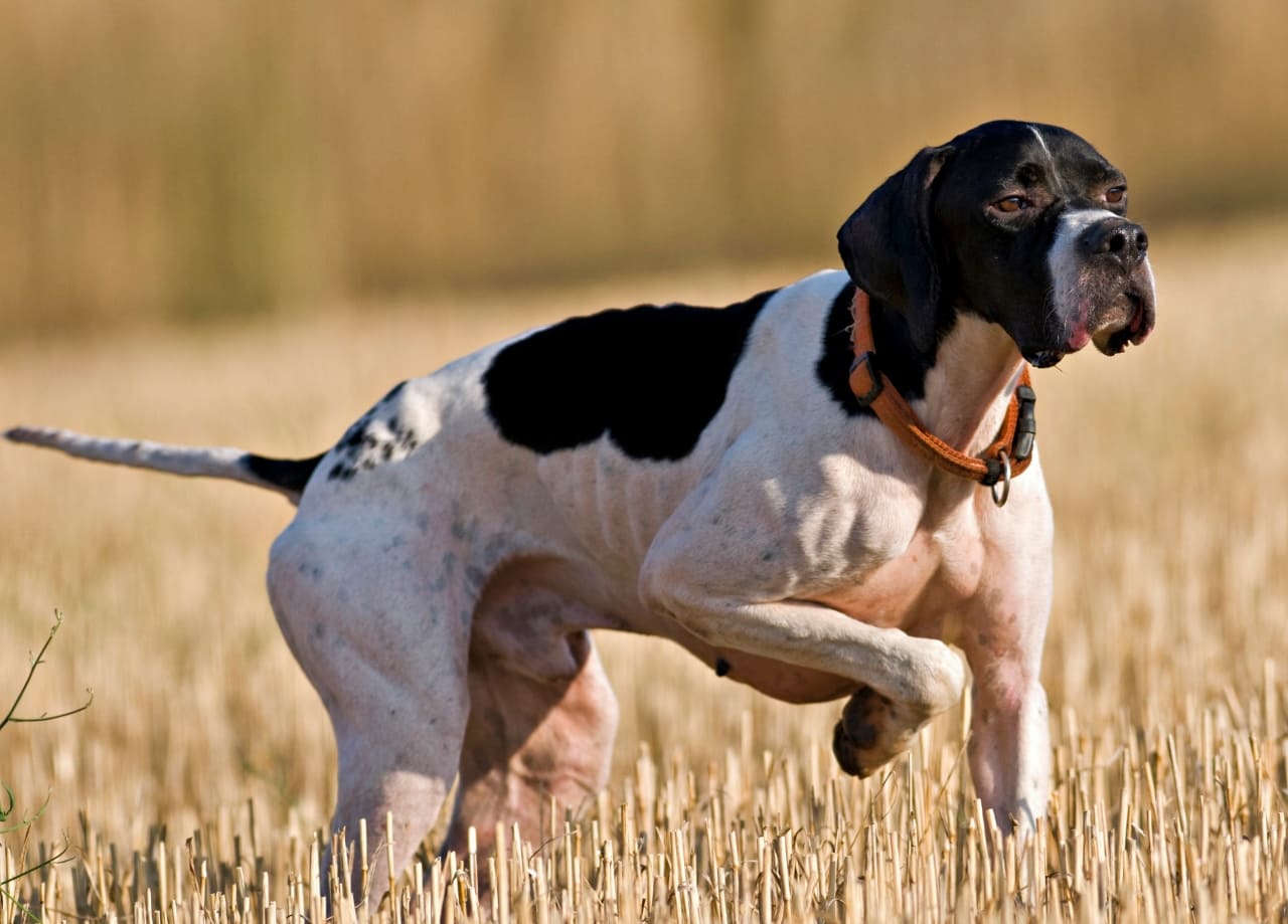 English Pointer - der Klassiker unter den Jagdhunden