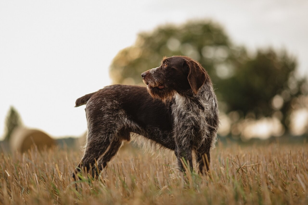 Deutsch Drahthaar - Hochleistungsjagdhund