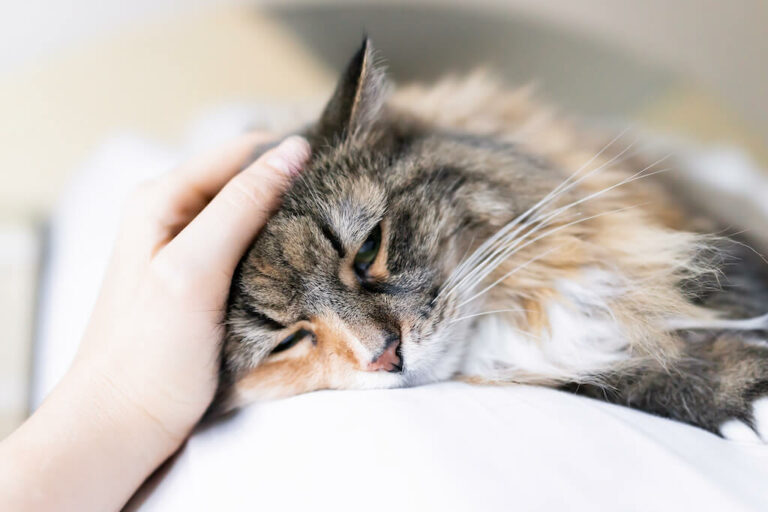 Alte Katze hat eingefallene Flanken – Warum?