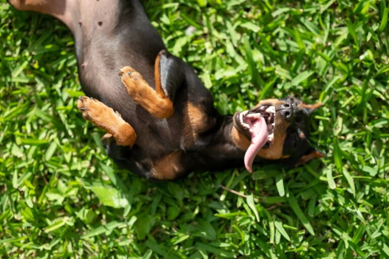 Lefzen beim Hund: 3 Dinge, die Du wissen solltest
