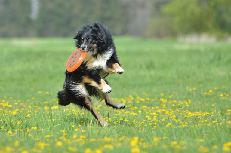 Lefzen beim Hund: 3 Dinge, die Du wissen solltest