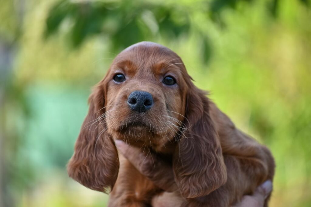 Der elegante und kraftvolle Irish Red Setter