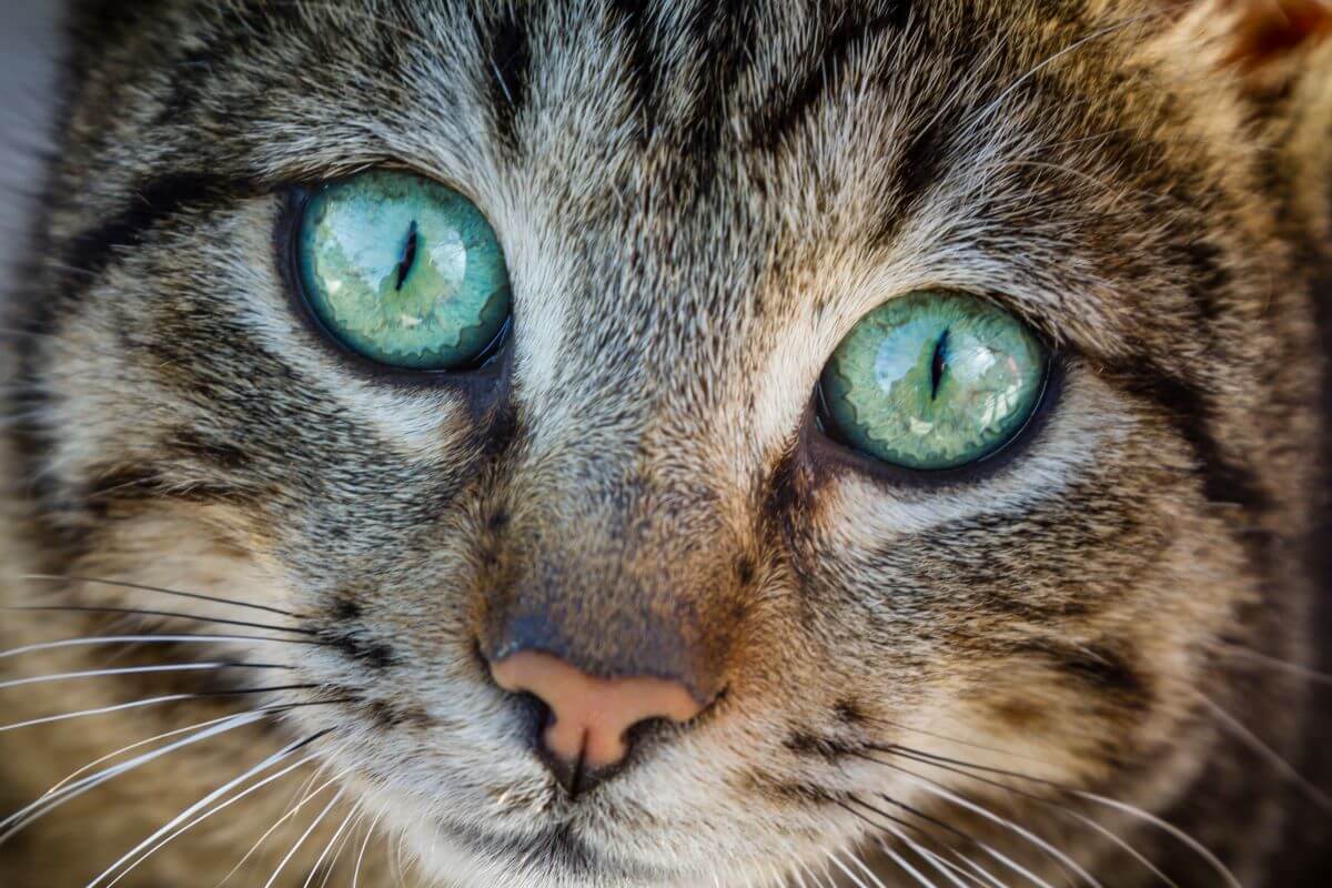 Können Katzen Farben sehen? Die Welt durch die Augen von Katzen!