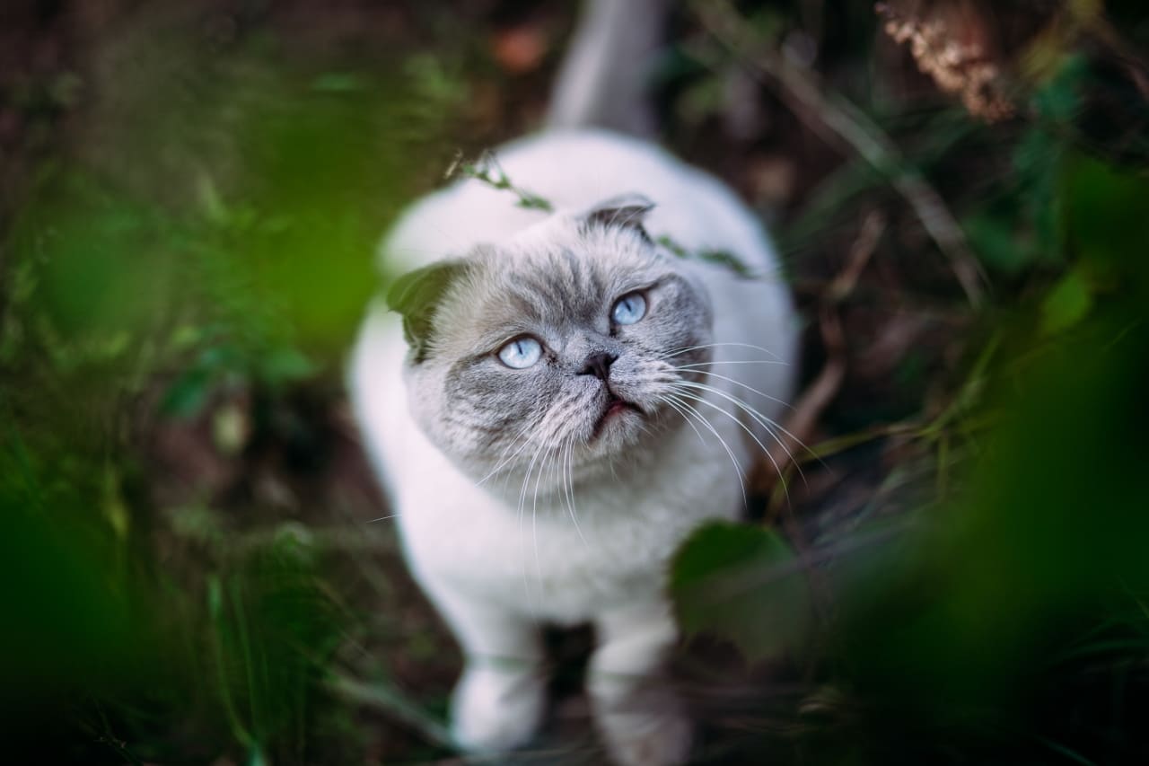 British Fold - die Katze mit den süßen Ohren