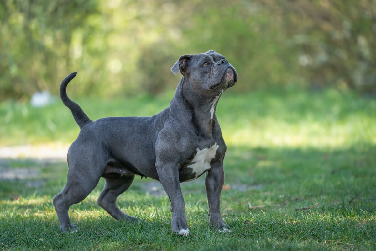 Die Olde English Bulldogge: Eine Rasse mit Geschichte und Persönlichkeit
