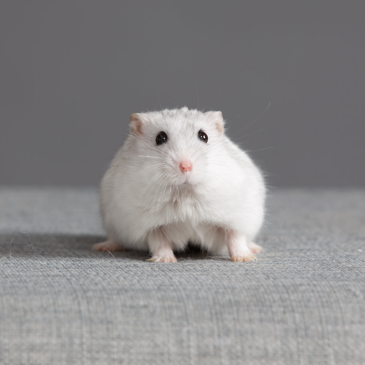 Weißer Hamster - Alles über den schneeweißen Zwerg