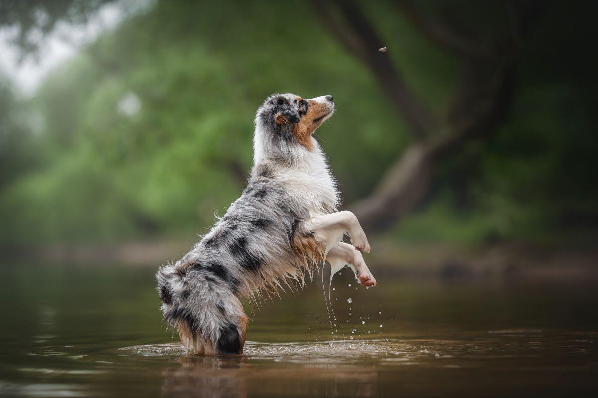 Australian Sheperd merle - Wie gefährlich ist dieses Gen wirklich?
