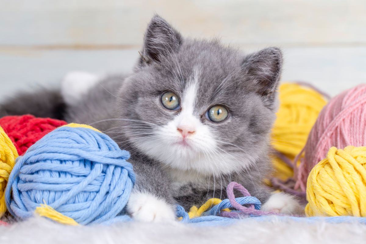 Bicolor Katze: ein buntes Vergnügen mit dieser zweifarbigen Katze