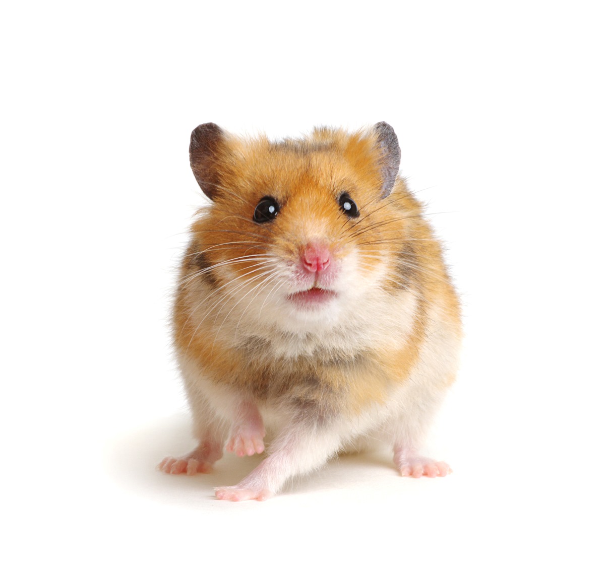 Goldhamster: Was Du über das goldige Tierchen wissen solltest