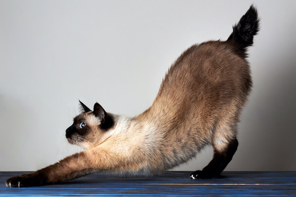 Katzen ohne Schwanz - Haustierratgeber.de